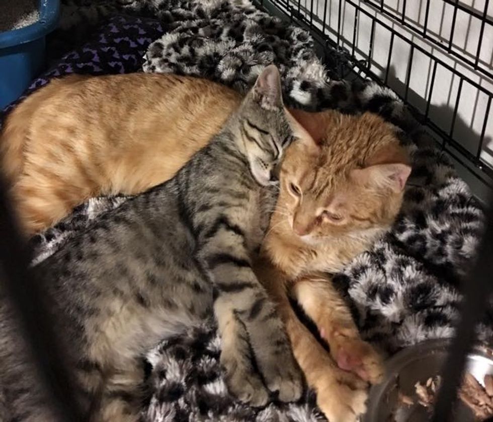 Woman Saves Kitten from Death Row in the Nick of Time and Turns Her ...