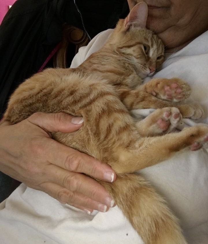 Woman Saves Kitten from Death Row in the Nick of Time and Turns Her ...