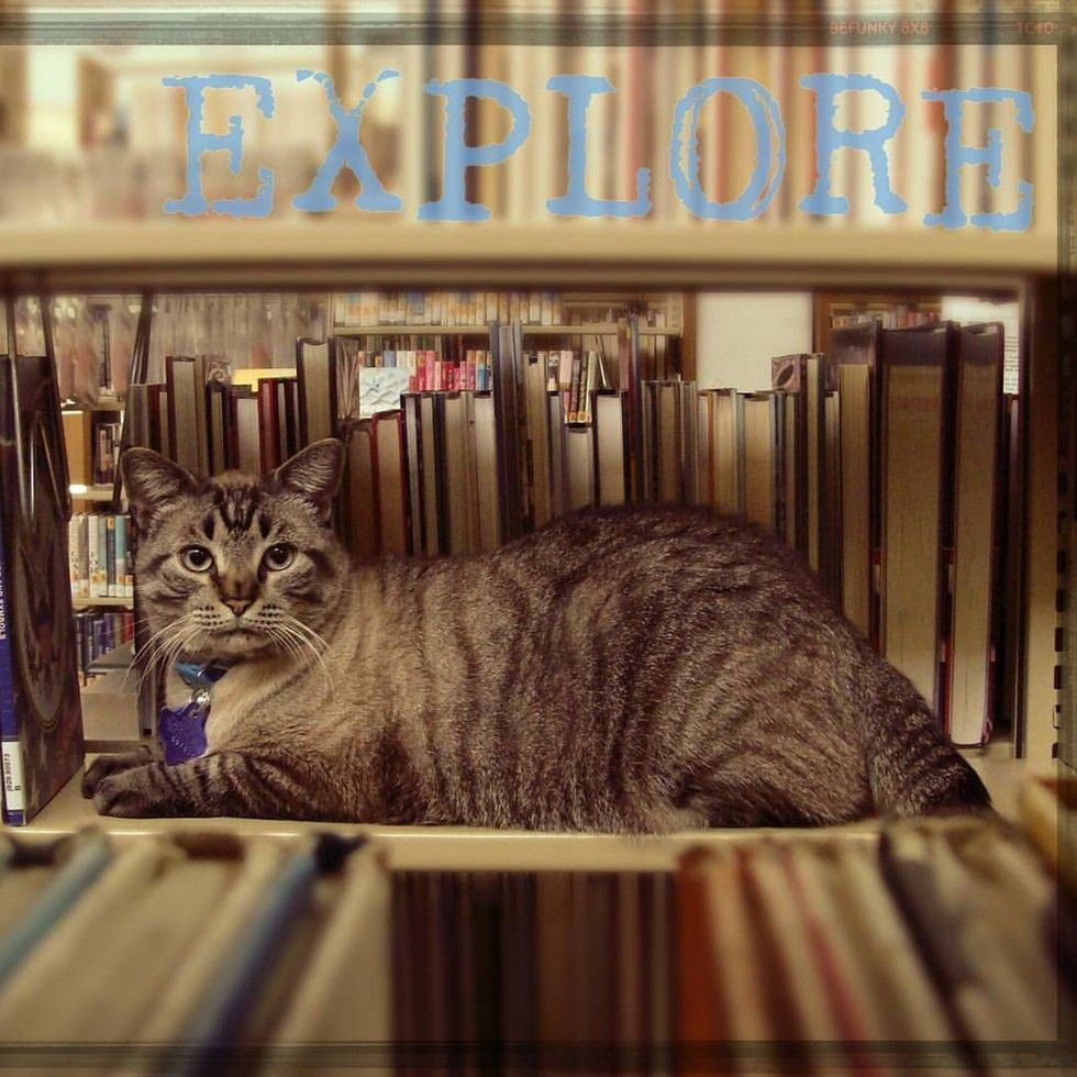 Library Cat is Being Taken Away from the Place He Calls Home After 6 ...