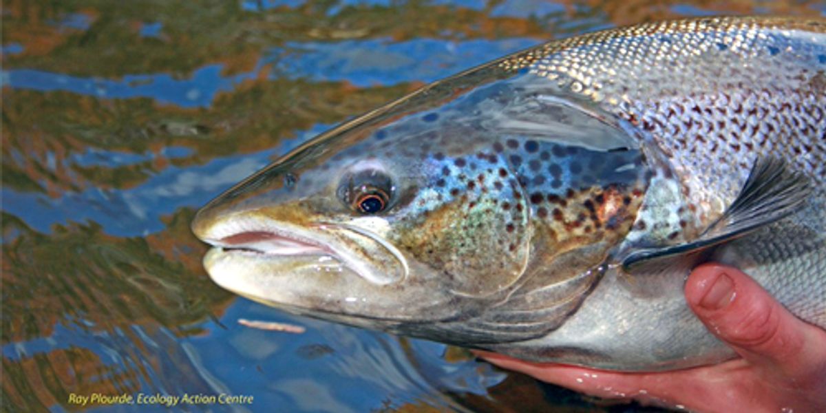 What Will Happen When Genetically Engineered Salmon Escape Into the ...