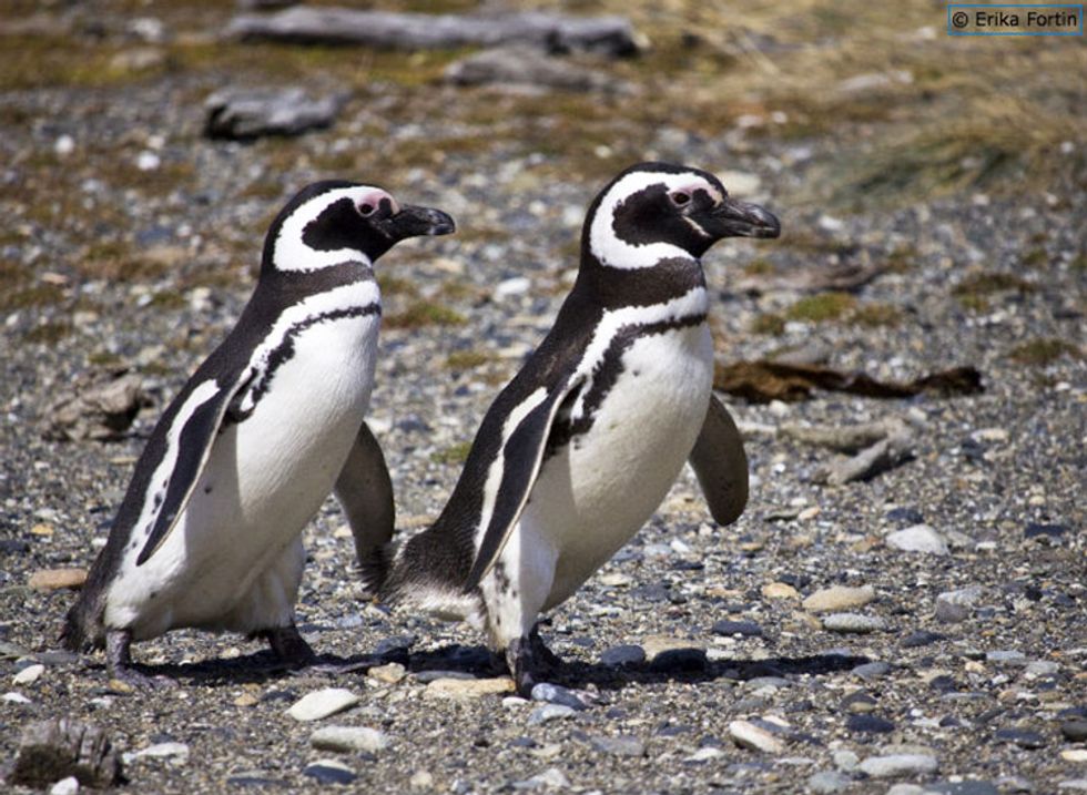 10 Fun Facts About Penguins - EcoWatch