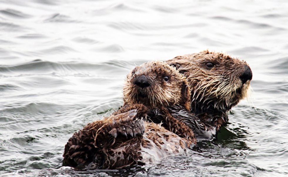 Newborn Sea Otter Reunited With Mom in Sweet and Rare Rescue - EcoWatch