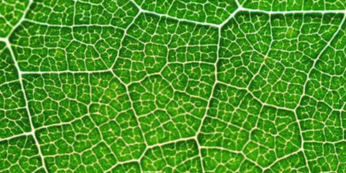 Bionic Leaf Turns Sunlight Into Liquid Fuel 10 Times Faster Than Nature ...