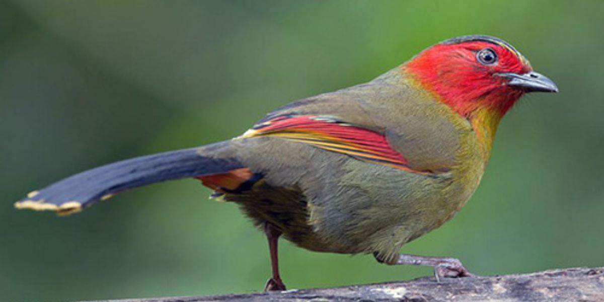 Nepal's Extinct Bird Spotted After Disappearing for 178 Years - EcoWatch