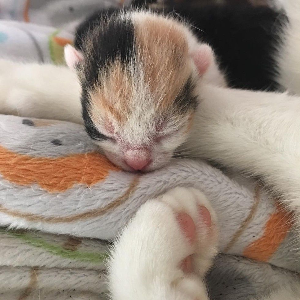 Stray Calico Mama Saved Along with Her 5 Babies, One of Them is 'Mini ...