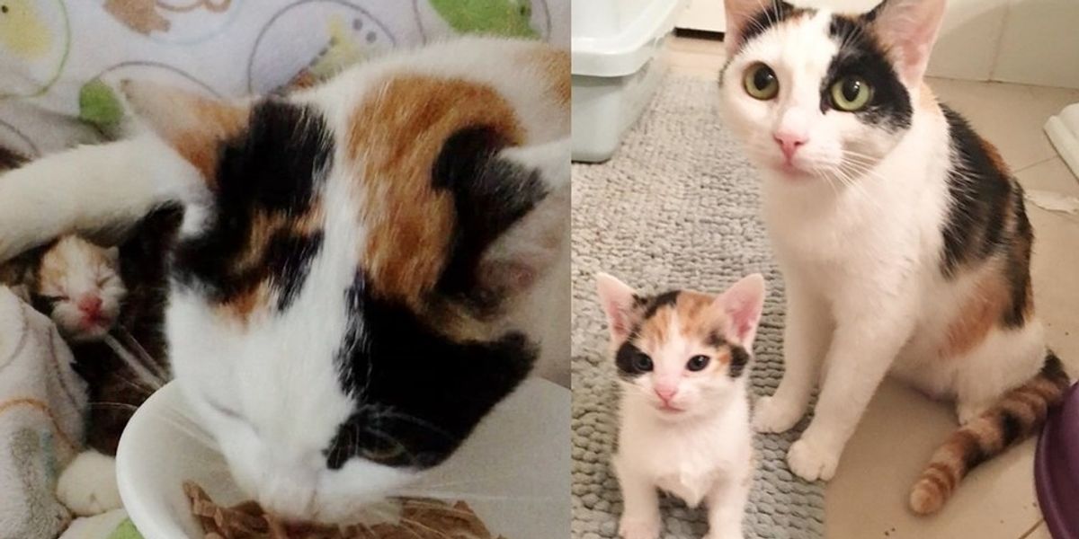 Stray Calico Mama Saved Along with Her 5 Babies, One of Them is 'Mini ...