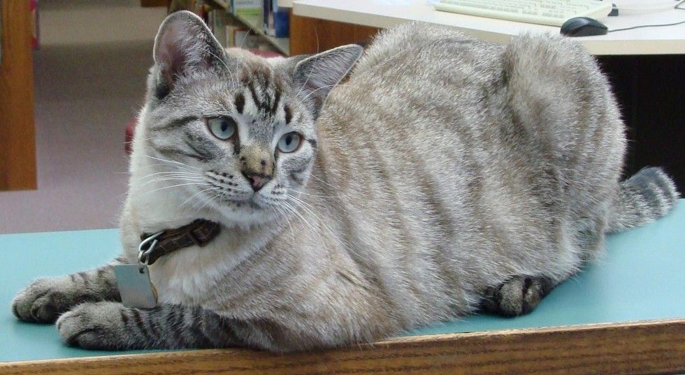 Browser the Library Cat Gets to Stay at the Place He Calls Home - Love Meow