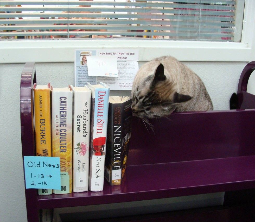 Browser the Library Cat Gets to Stay at the Place He Calls Home - Love Meow