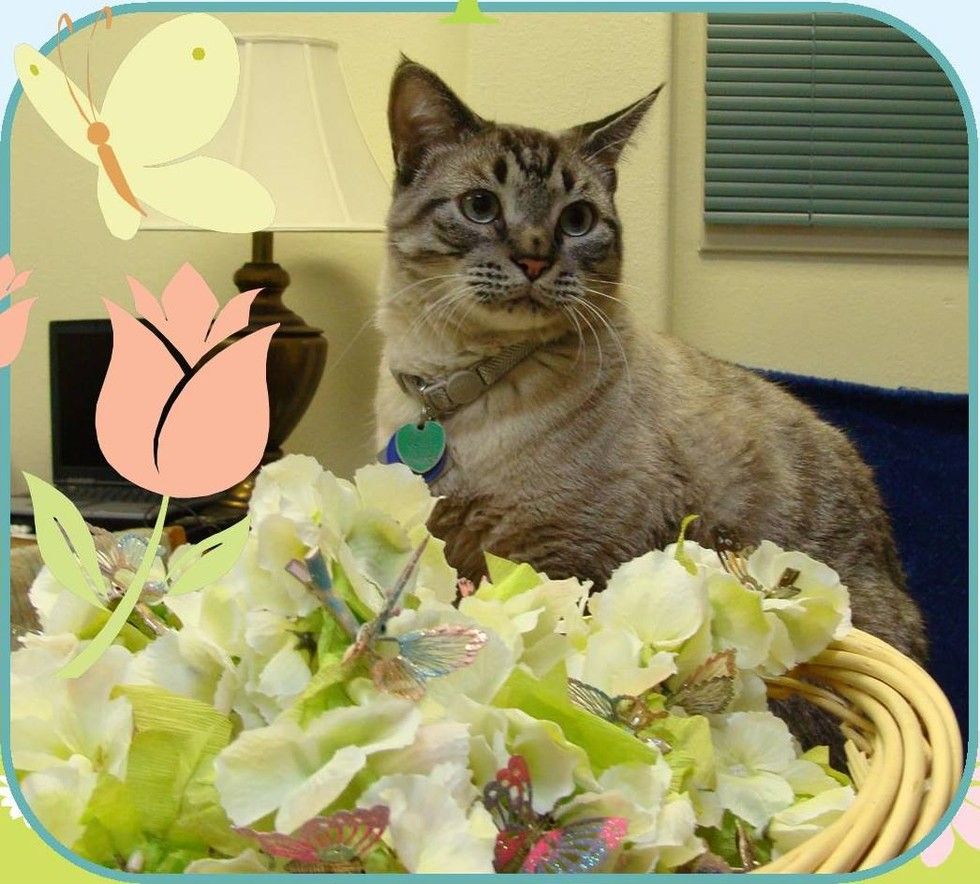 Browser the Library Cat Gets to Stay at the Place He Calls Home - Love Meow