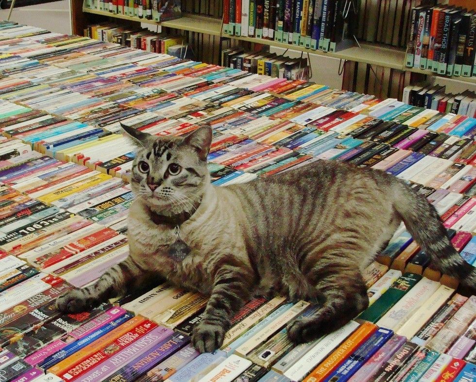 Browser the Library Cat Gets to Stay at the Place He Calls Home - Love Meow