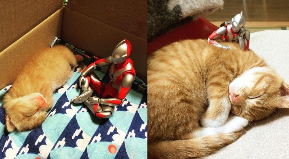 They Document Their Kitten's Growth with Help from Ultraman - Love Meow