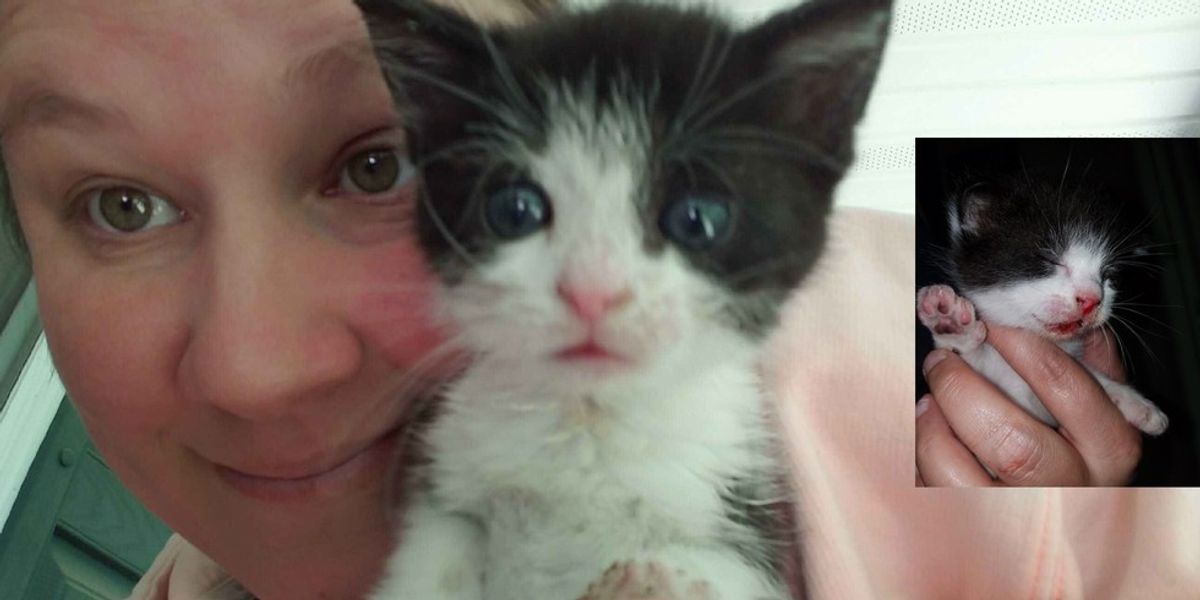 Woman Stops in Traffic to Save Kitten from the Brink of Death - Love Meow