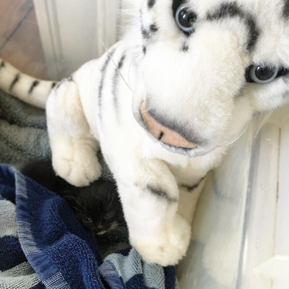 Runty Kitten Chooses His Rescuers to Be His Family for Life - Love Meow