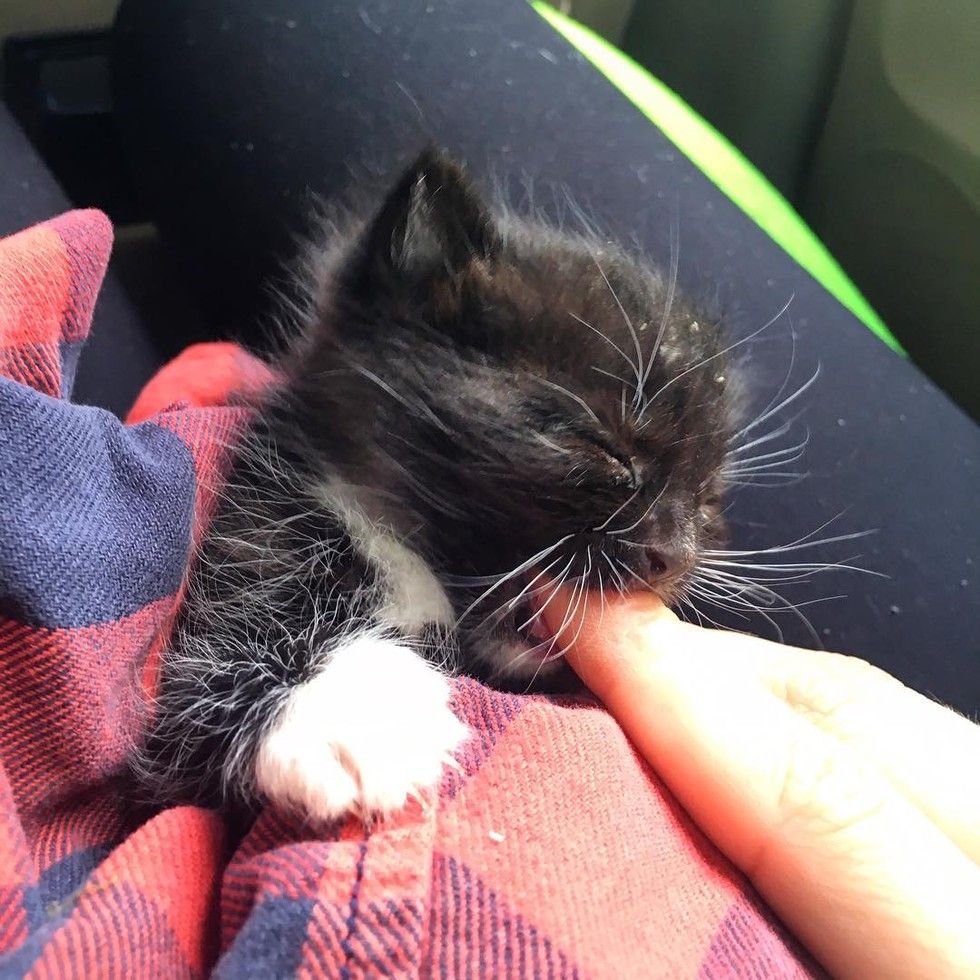Runty Kitten Chooses His Rescuers to Be His Family for Life - Love Meow