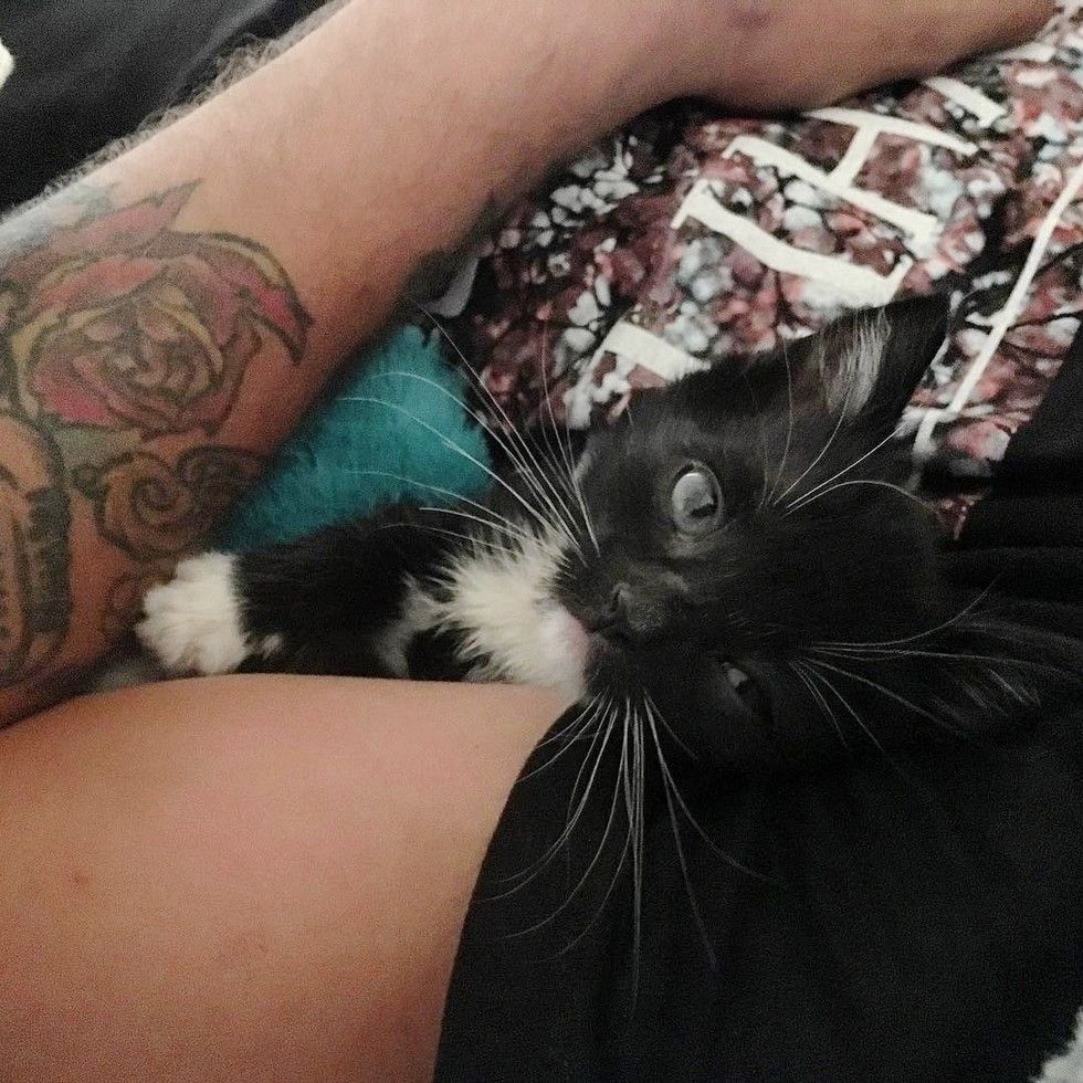 Runty Kitten Chooses His Rescuers to Be His Family for Life - Love Meow