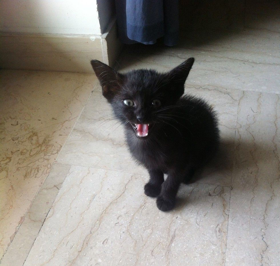 Man Chases Down the Street to Save Crying Kitten So He Could Give Him a ...