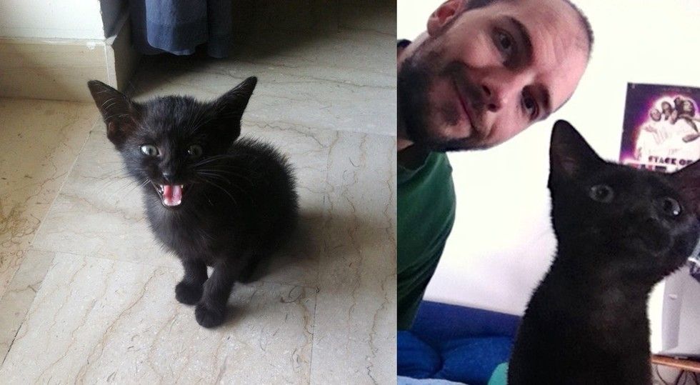 Man Chases Down the Street to Save Crying Kitten So He Could Give Him a ...