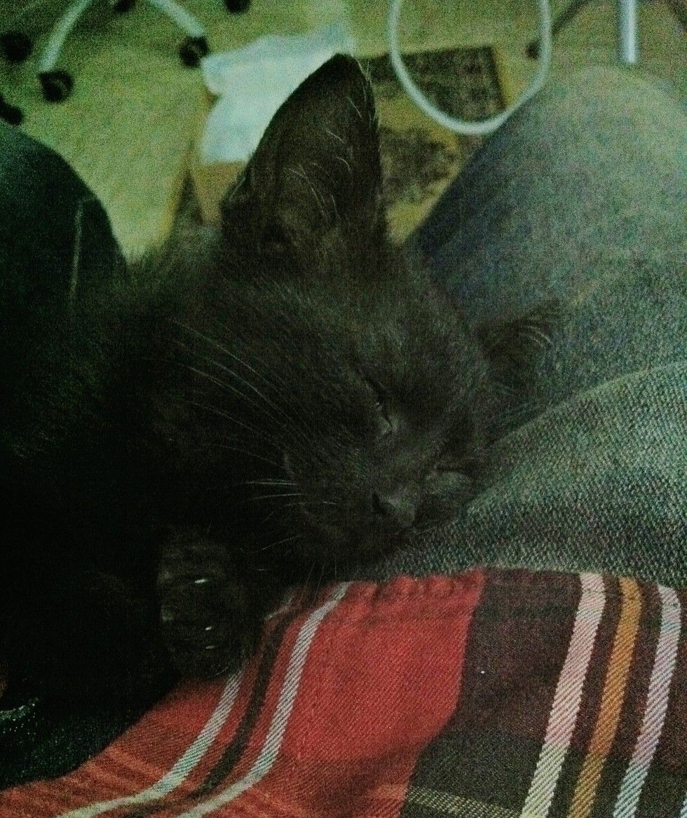 Man Chases Down the Street to Save Crying Kitten So He Could Give Him a ...