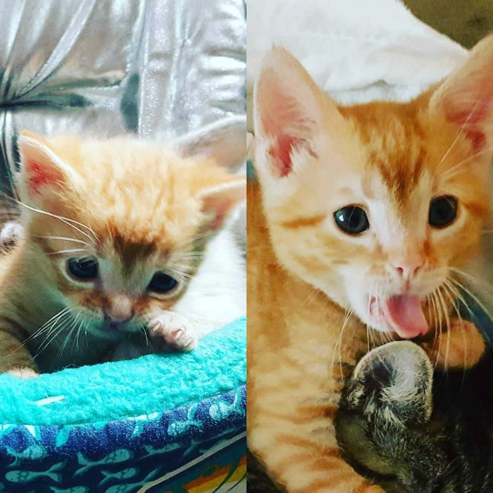 Man Saves a Tiny Kitten who Becomes His Purrfect Partner - Love Meow