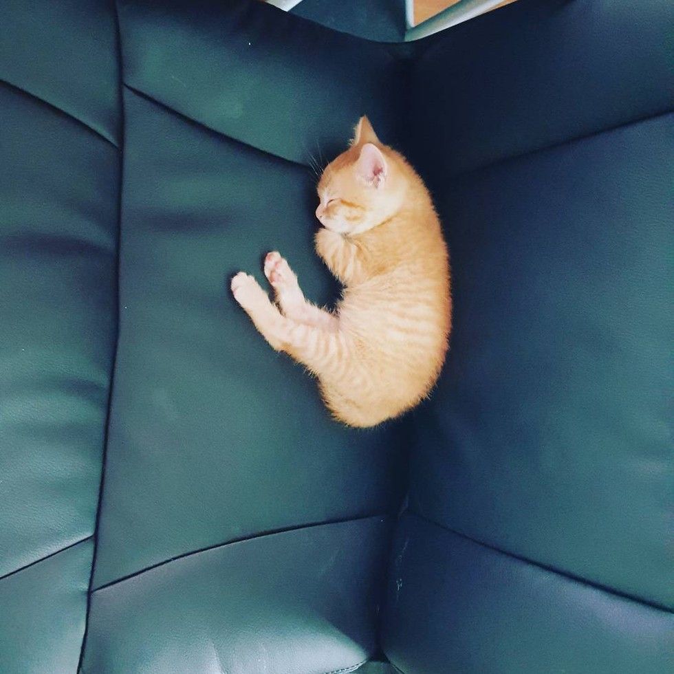 Man Saves a Tiny Kitten who Becomes His Purrfect Partner - Love Meow