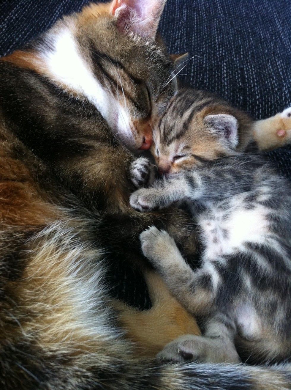Couple Saved Cat from Horrible Home, But the Kitty Didn't Come Alone ...