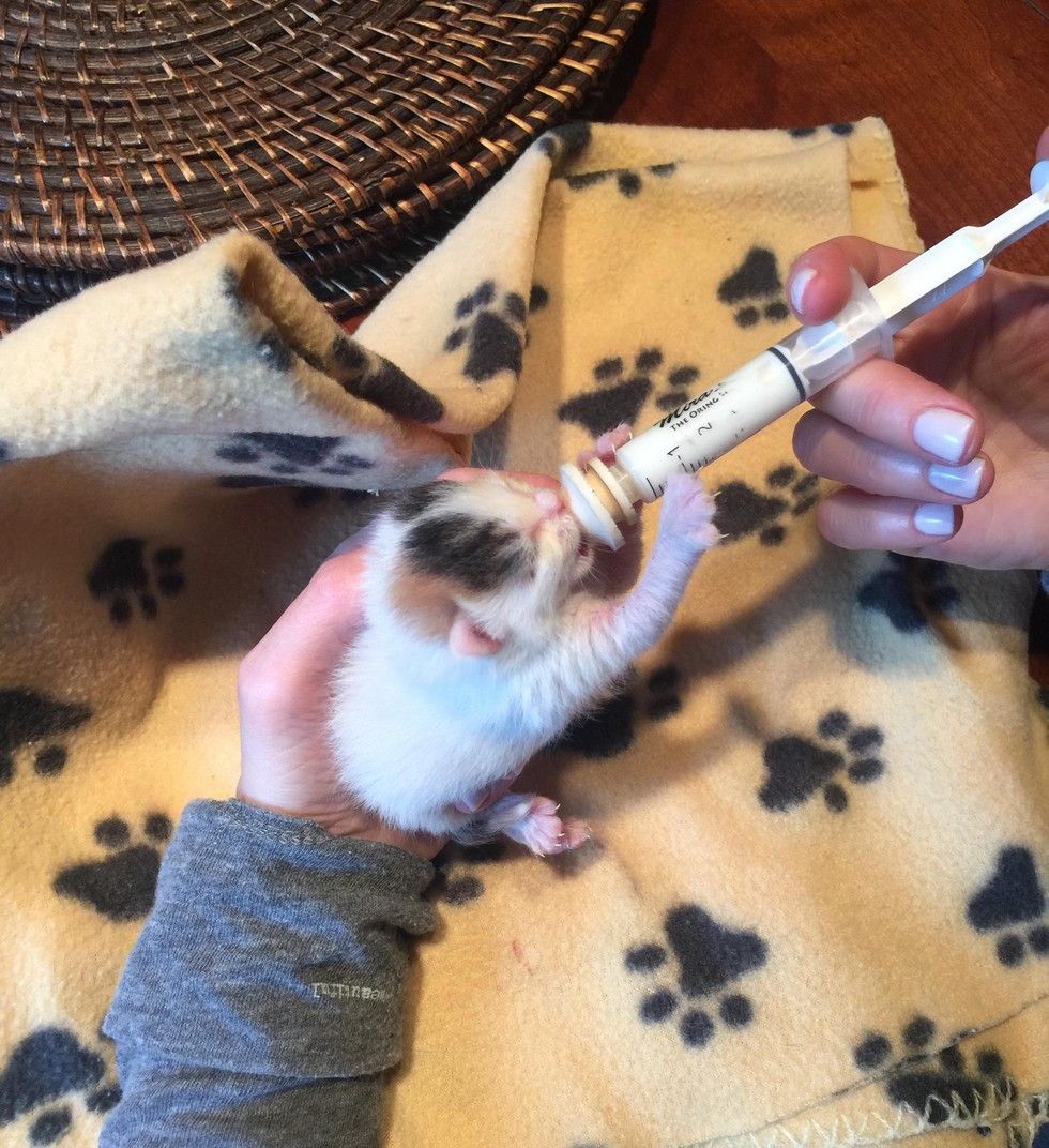 3-day-old Rescue Kitten Determined to Beat the Odds - Love Meow