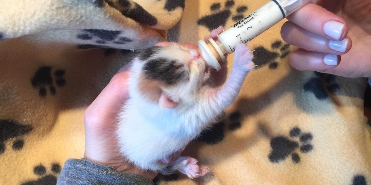 3-day-old Rescue Kitten Determined to Beat the Odds - Love Meow