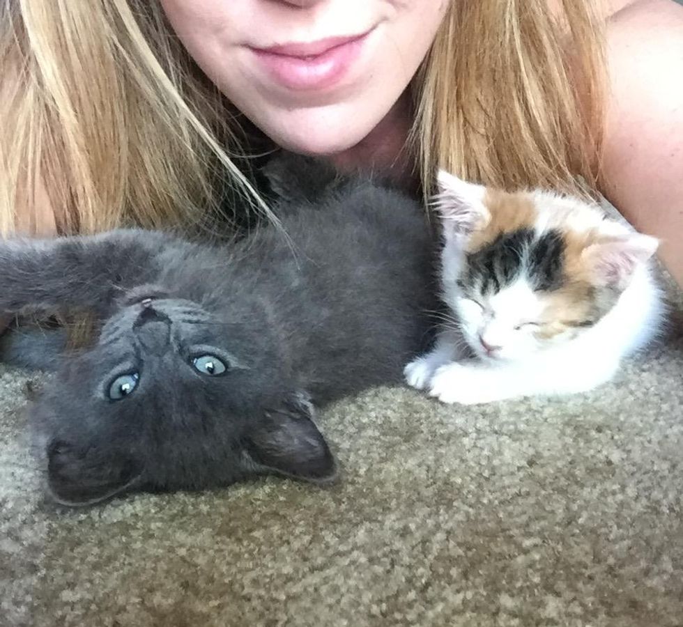 3-day-old Rescue Kitten Determined to Beat the Odds - Love Meow