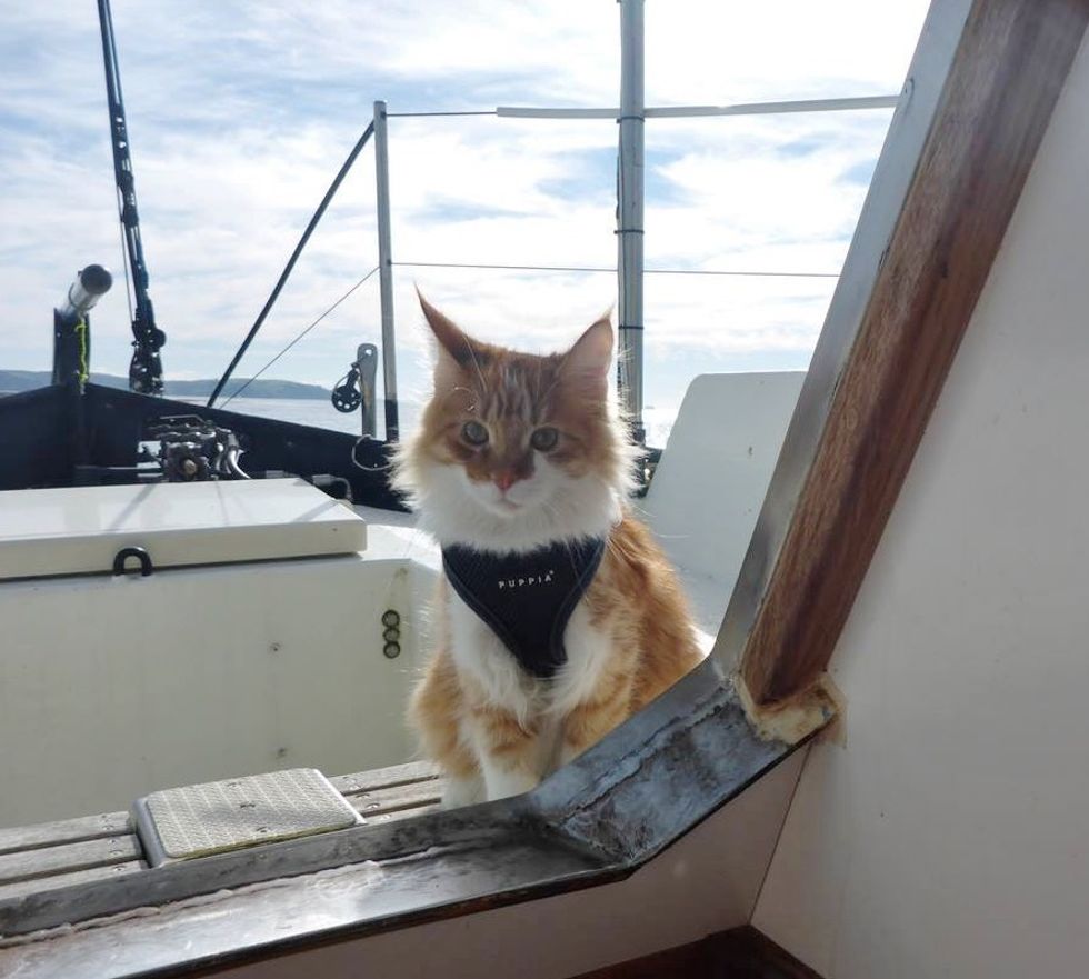 Maine Coon Cat Becomes Deaf Sailor's Ears and Helps Him Navigate at Sea ...