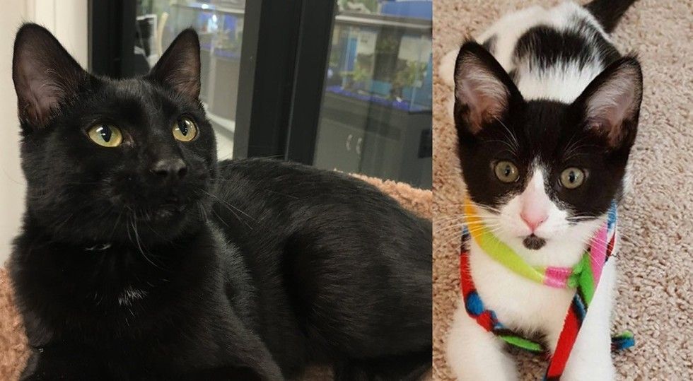Couple Adopts Shelter Cat, Then Goes Back for His Best Friend - Love Meow