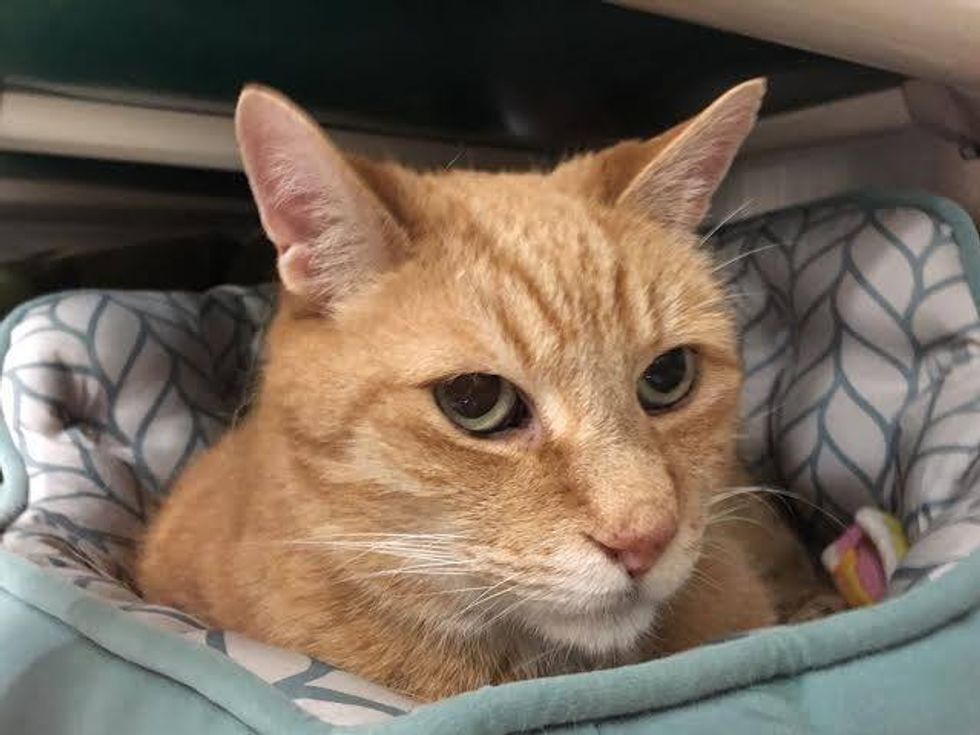 Senior Cat Tries to Comfort His Shy 16-year-old Sister at Shelter ...