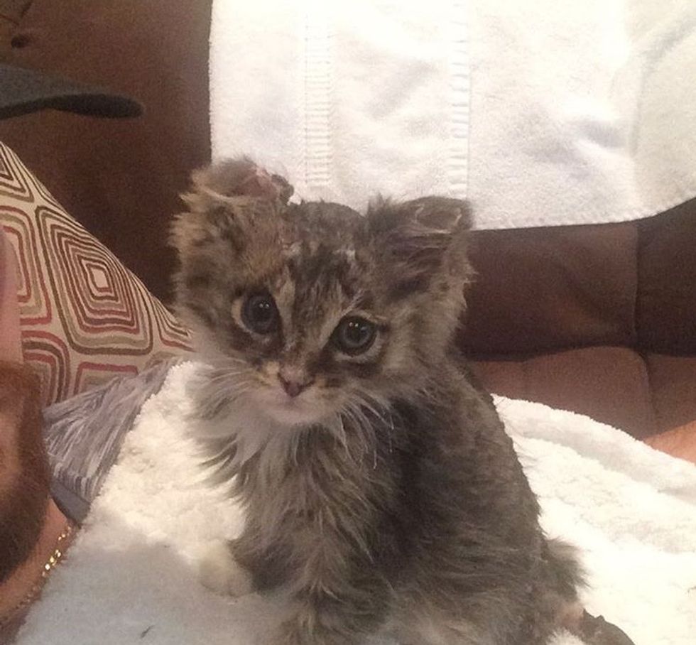 Kitten Saved from Fire Surprises His Rescuers with His New Fluff - Love ...