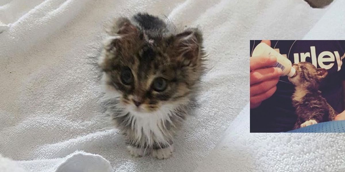 Kitten Saved from Fire Surprises His Rescuers with His New Fluff - Love ...