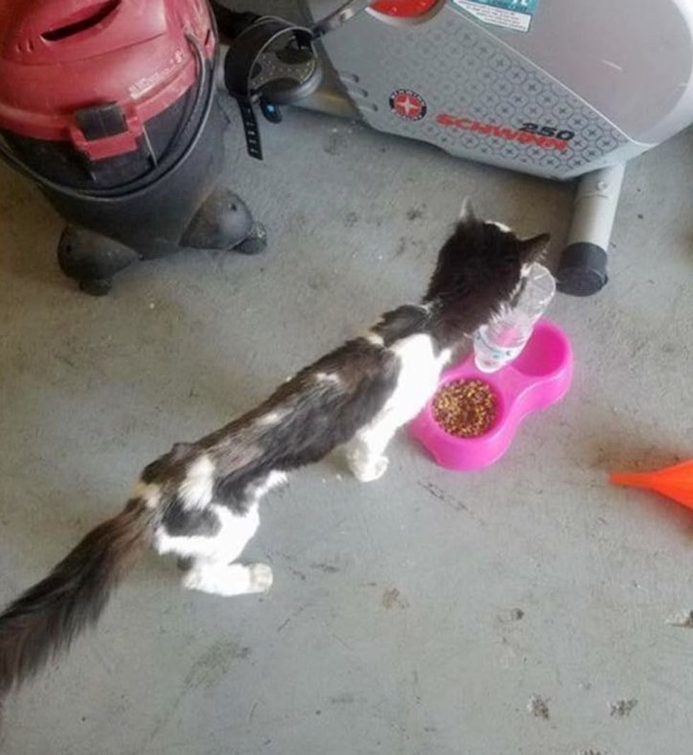 5 Pound Stray Cat Can't Stop Smiling When He Finds a Place to Call Home ...