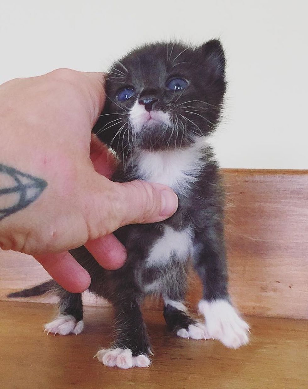 Orphaned Kitten Comes Back Roaring from Near Death - Love Meow
