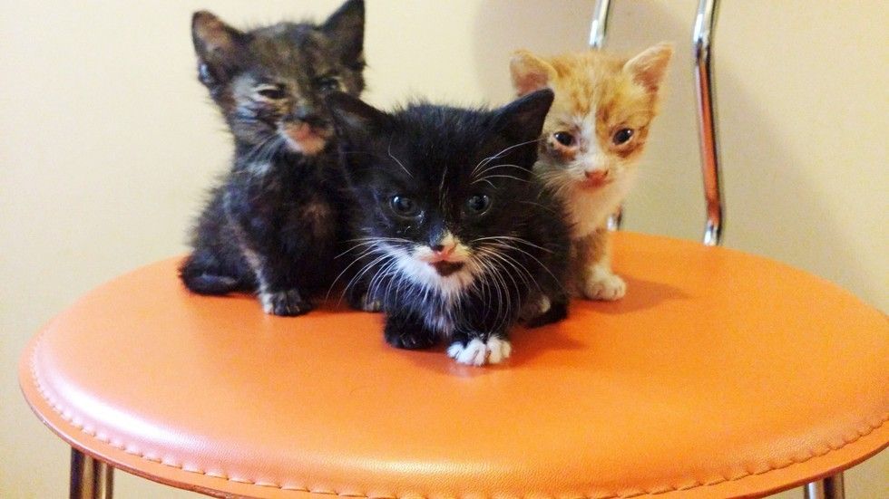 Man Saves 3 Orphaned Kittens from Pouring Rain and Becomes Their Dad ...