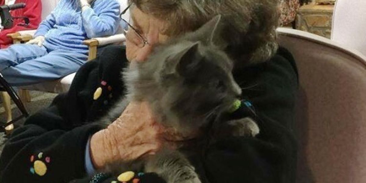 Shelter Brings Senior Cats to Senior Humans So They Can Comfort Each ...