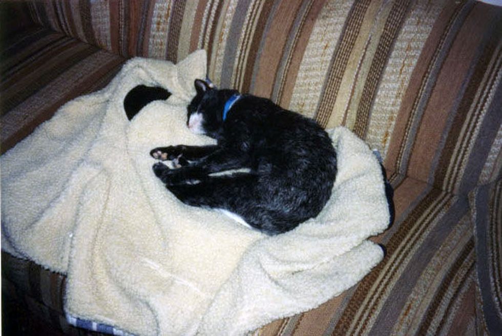 Cat's Markings Have Changed Drastically Over the Years - Love Meow