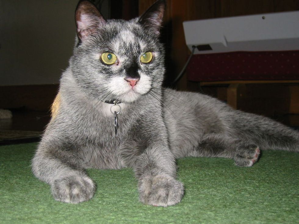 Cat's Markings Have Changed Drastically Over the Years - Love Meow