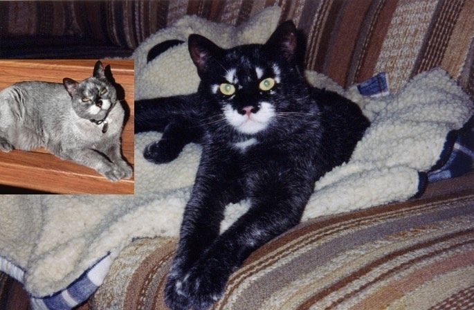 Cat's Markings Have Changed Drastically Over the Years - Love Meow