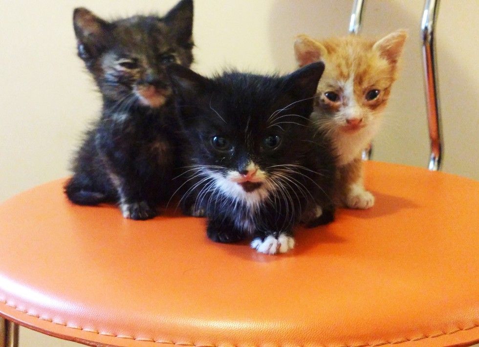 Man Saves 3 Orphaned Kittens from Pouring Rain and Becomes Their Dad ...