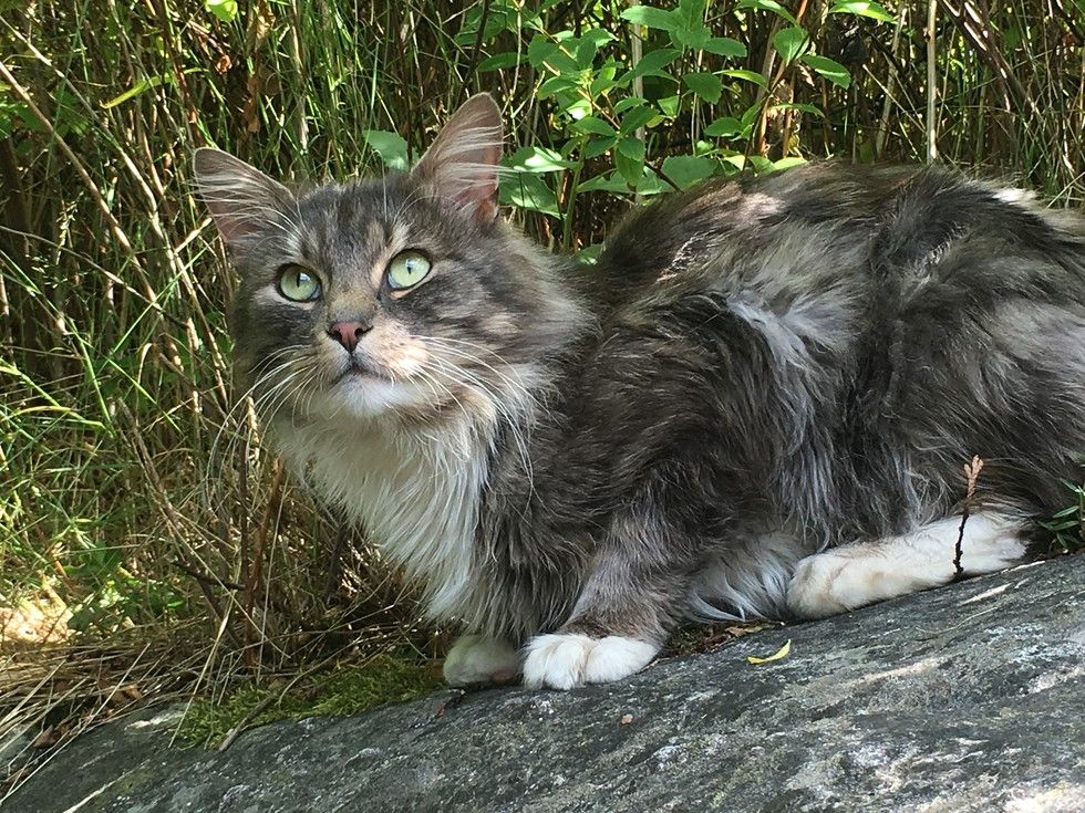 Cat Wanders Around Looking for a Home, So They Open the Door for Him ...