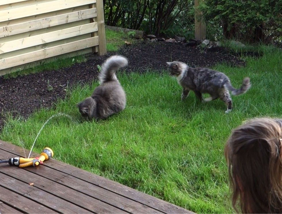 Cat Wanders Around Looking for a Home, So They Open the Door for Him ...