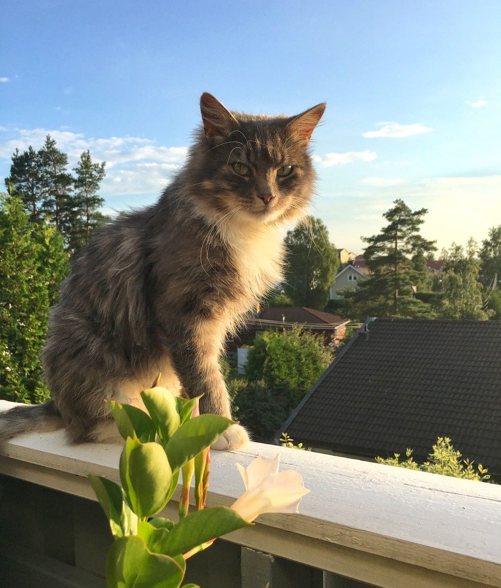 Cat Wanders Around Looking for a Home, So They Open the Door for Him ...