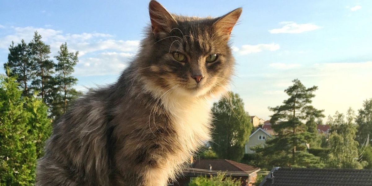 Cat Wanders Around Looking for a Home, So They Open the Door for Him ...
