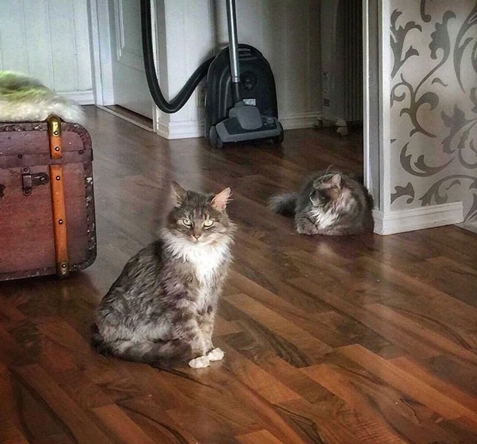 Cat Wanders Around Looking for a Home, So They Open the Door for Him ...