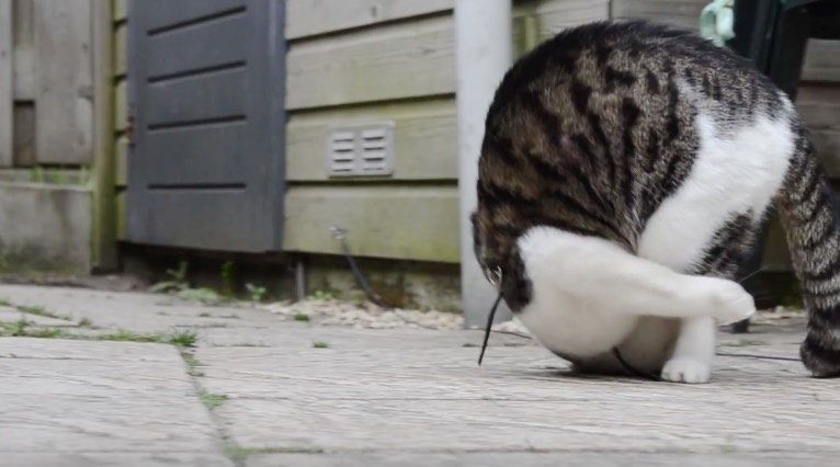 Cat Learns to Do Somersaults and Can't Stop Doing It - Love Meow