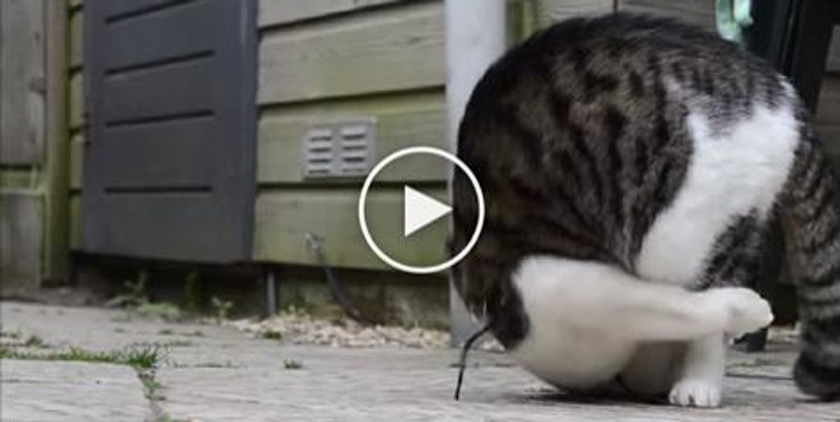Cat Learns to Do Somersaults and Can't Stop Doing It - Love Meow