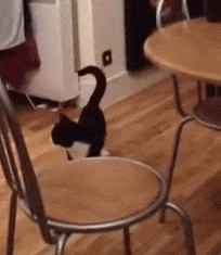 Cat Learns to Do Somersaults and Can't Stop Doing It - Love Meow