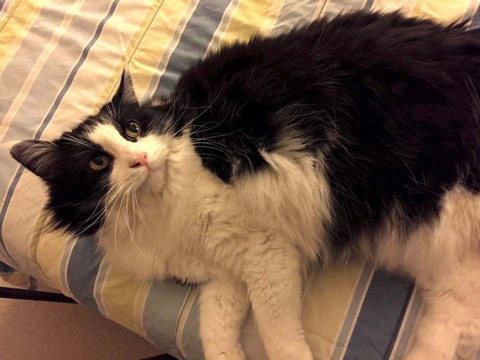 Senior Cat Keeps Pawing at Window in Shelter Until Someone Takes Her ...